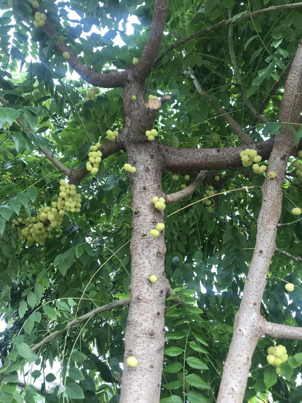 觀測紀錄 2076090 | 臺灣維管束植物調查及物候觀察