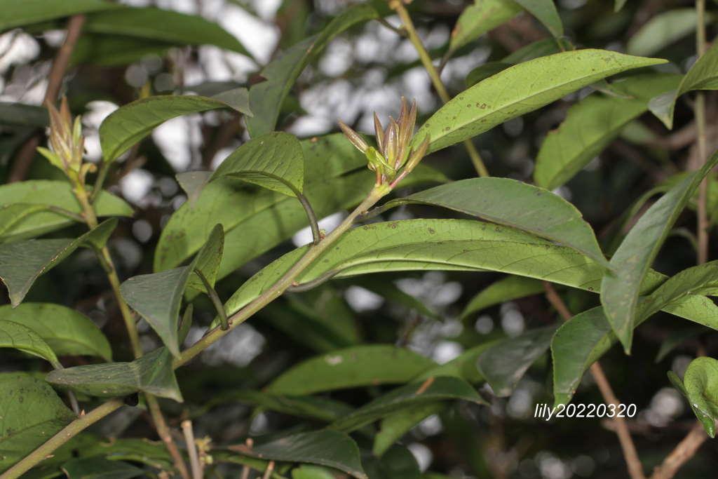 觀測紀錄 2079866 | 臺灣維管束植物調查及物候觀察