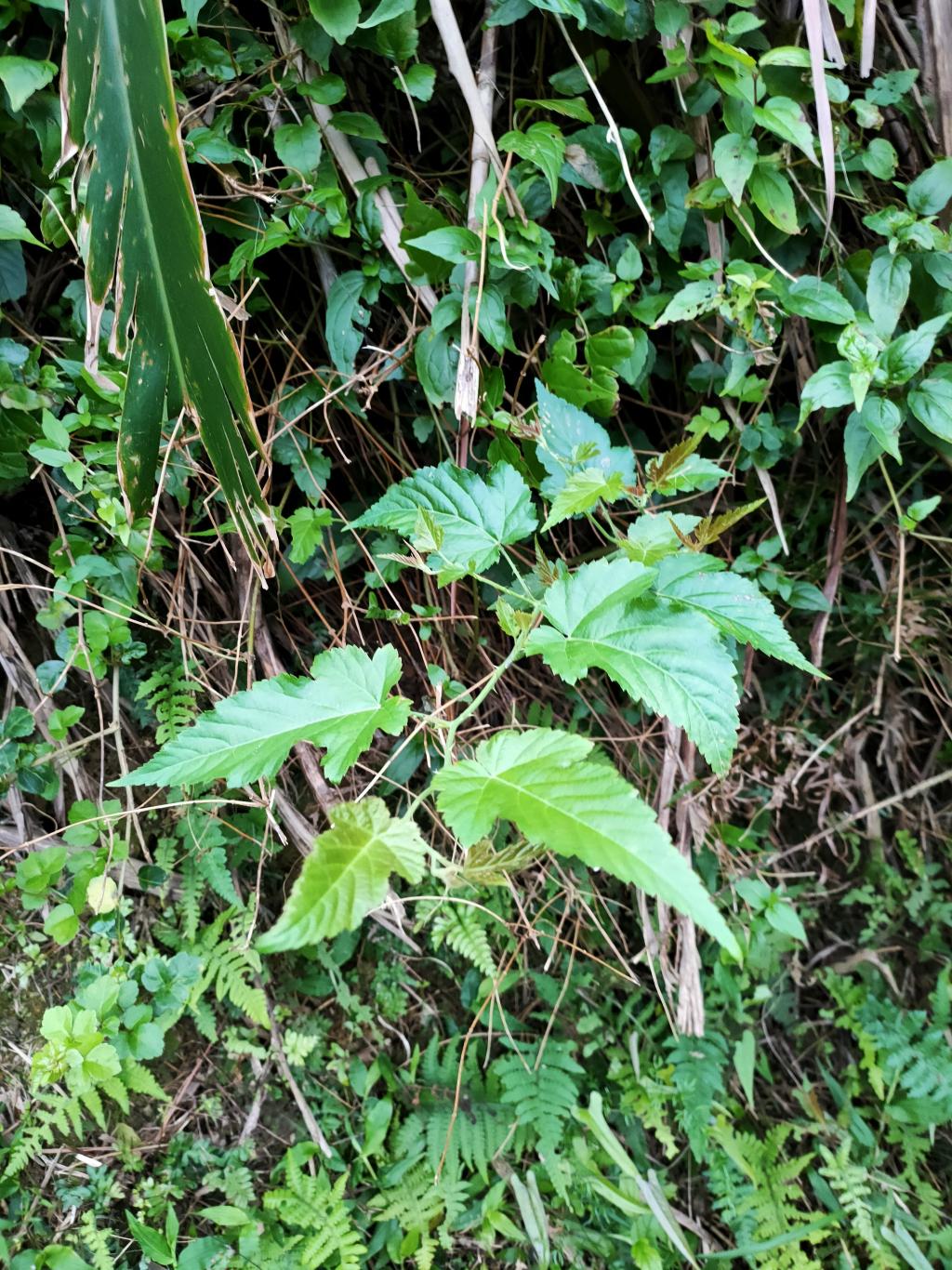 觀測紀錄 2080964 | 臺灣維管束植物調查及物候觀察