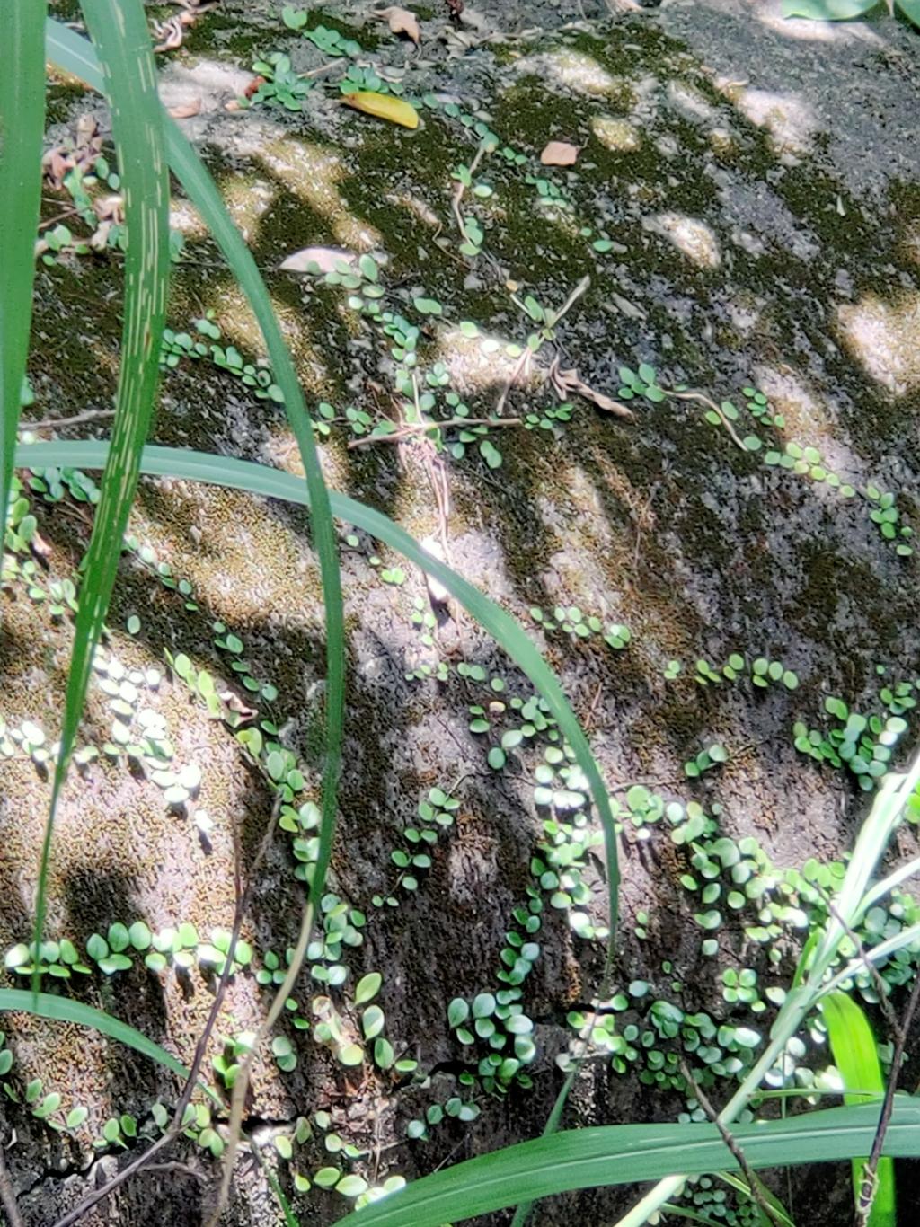 觀測紀錄 2087067 | 臺灣維管束植物調查及物候觀察