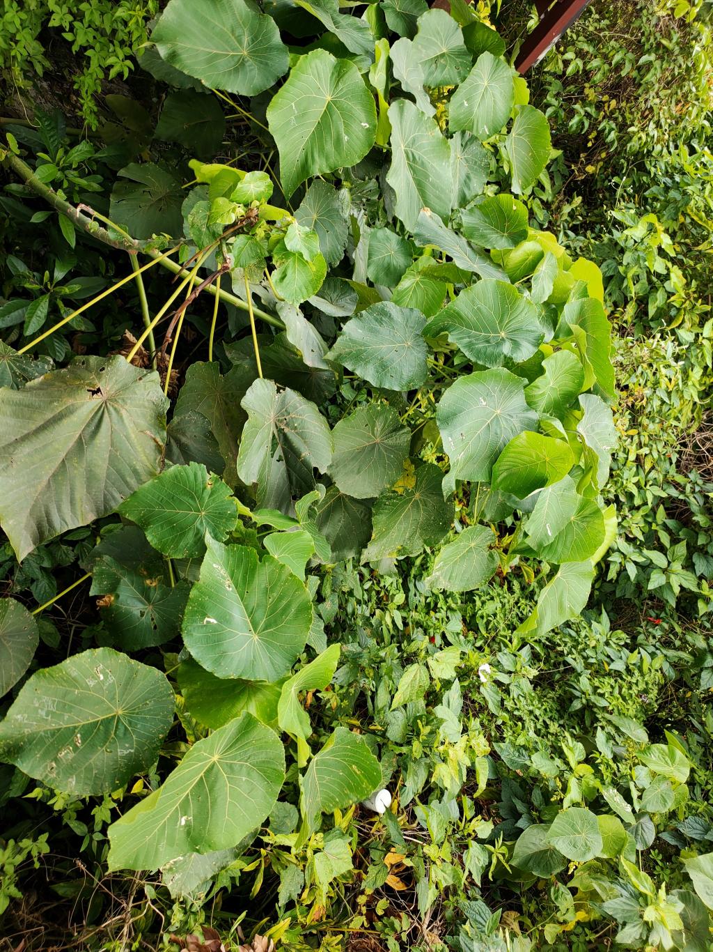 觀測紀錄 2089388 | 臺灣維管束植物調查及物候觀察