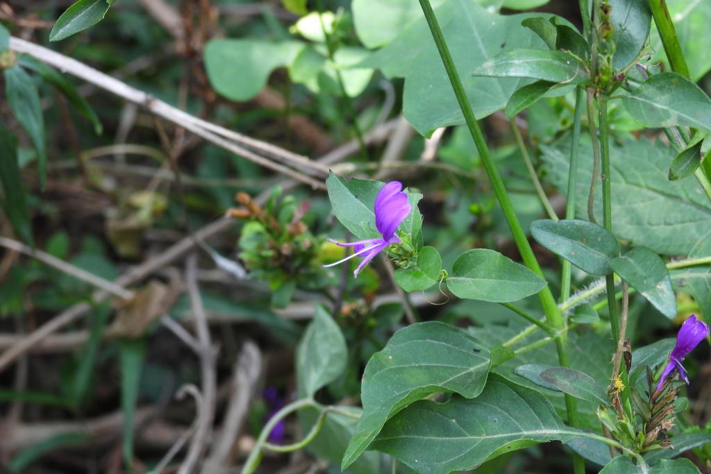 觀測紀錄 2101329 | 臺灣維管束植物調查及物候觀察