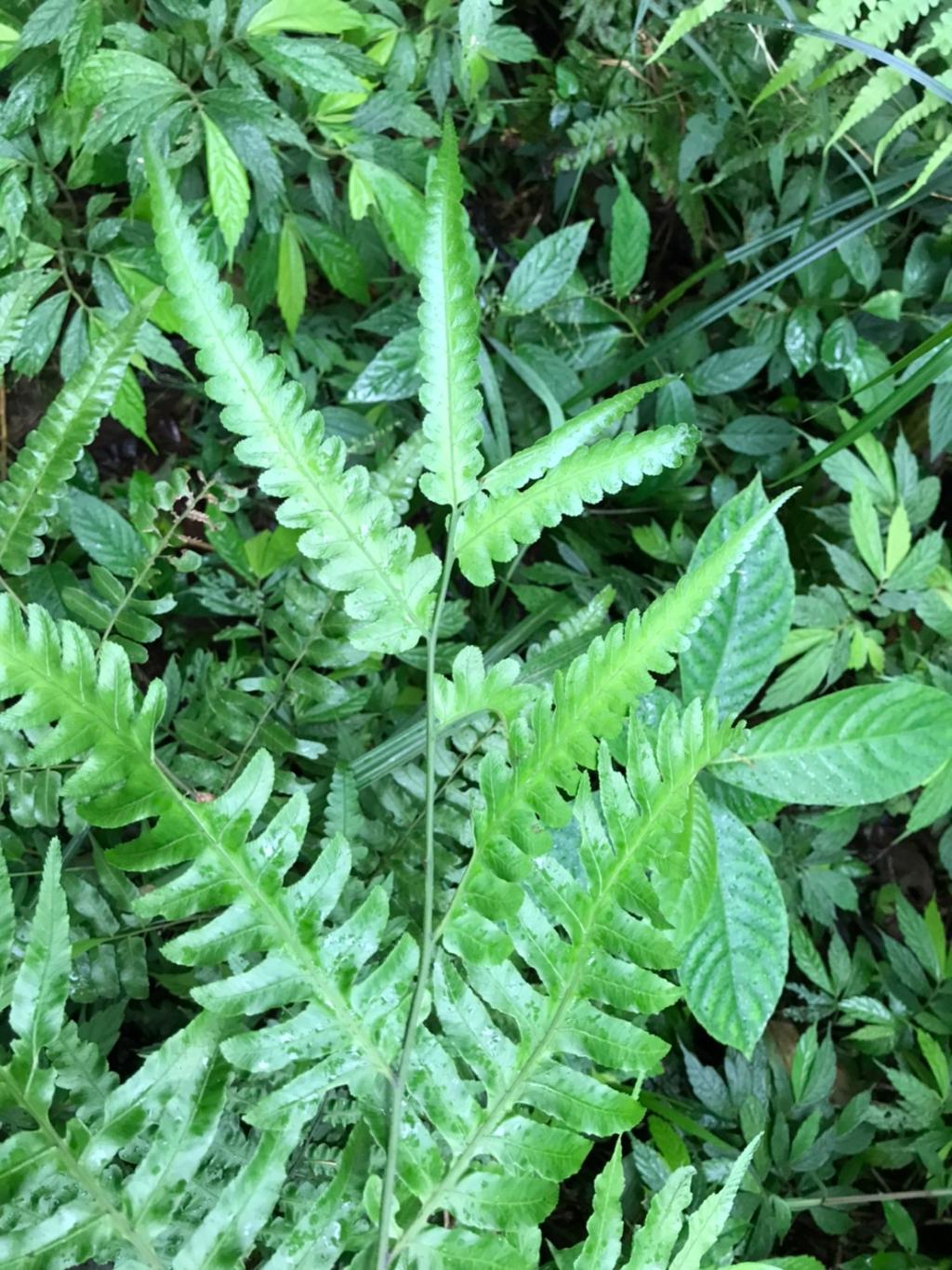 紀錄 2104642 | 臺灣維管束植物調查及物候觀察