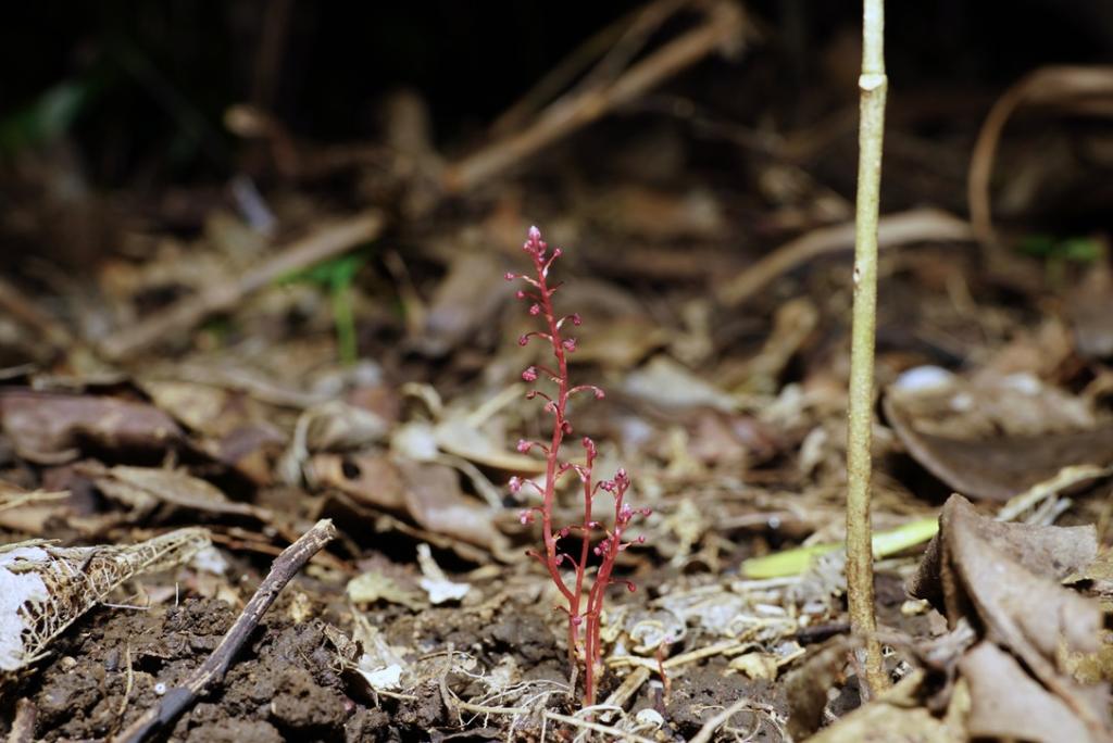 紀錄 2111868 | 臺灣維管束植物調查及物候觀察